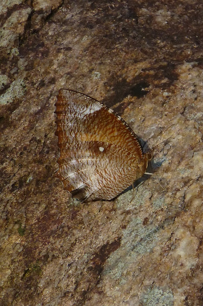 Common Palmfly | Project Noah