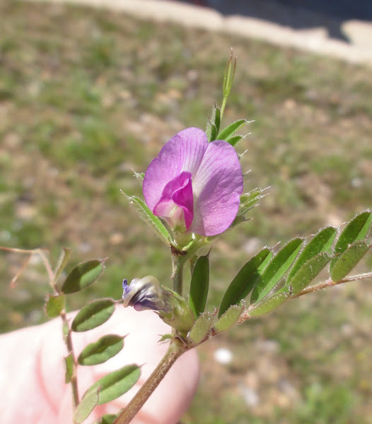 Narrow-leaf Vetch | Project Noah