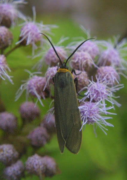 Yellow-collared Scape Moth | Project Noah