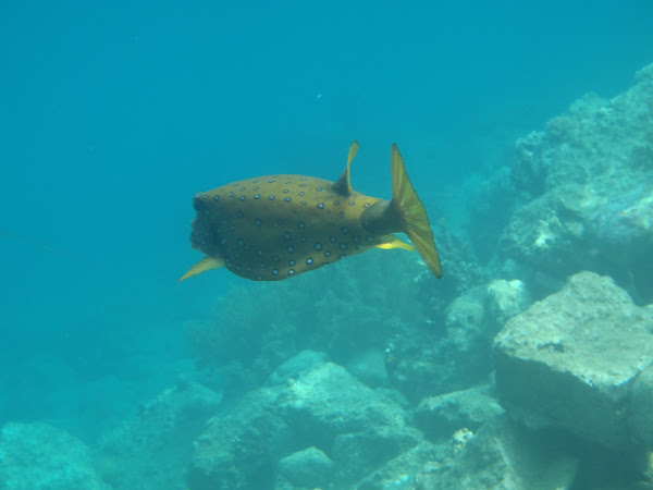 Box fish | Project Noah