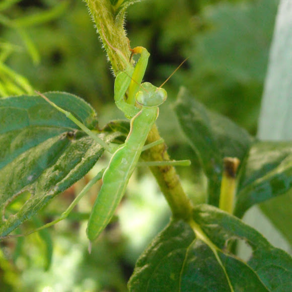 California Mantis | Project Noah