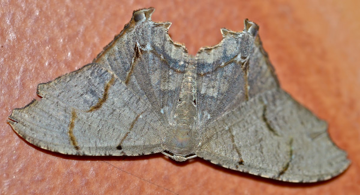 Uraniid moth | Project Noah