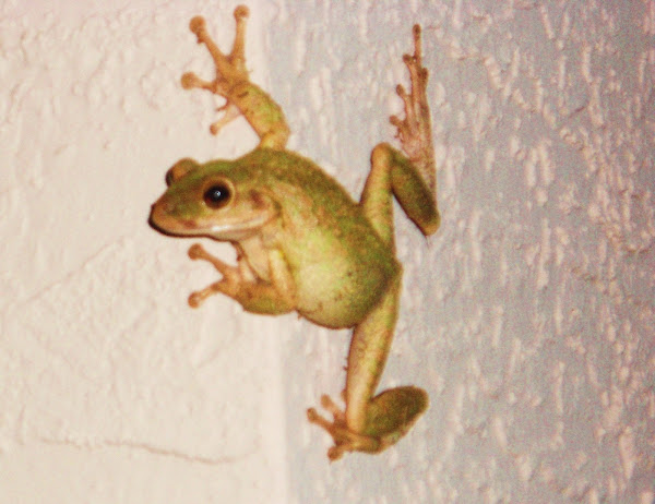 Cuban Tree Frog | Project Noah
