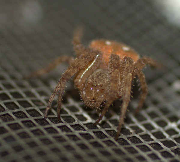 Spikey Field Spider | Project Noah