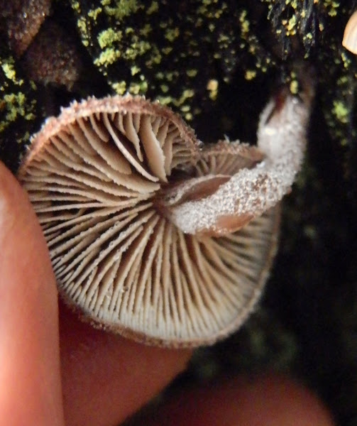 Psathyrella | Project Noah