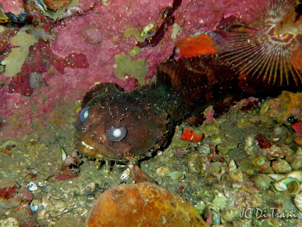 Sapo Bocon Fish | Project Noah