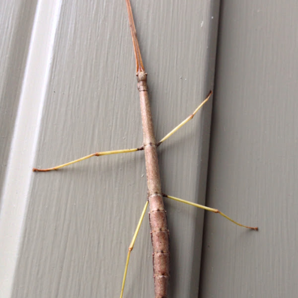 Stick bug | Project Noah