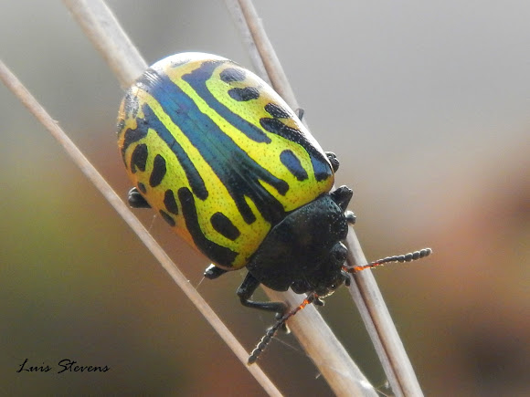 Calligraphy Beetle | Project Noah