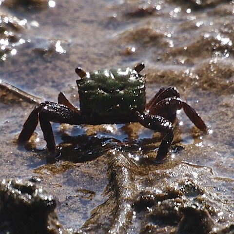 Mud Crab (juvenile) | Project Noah