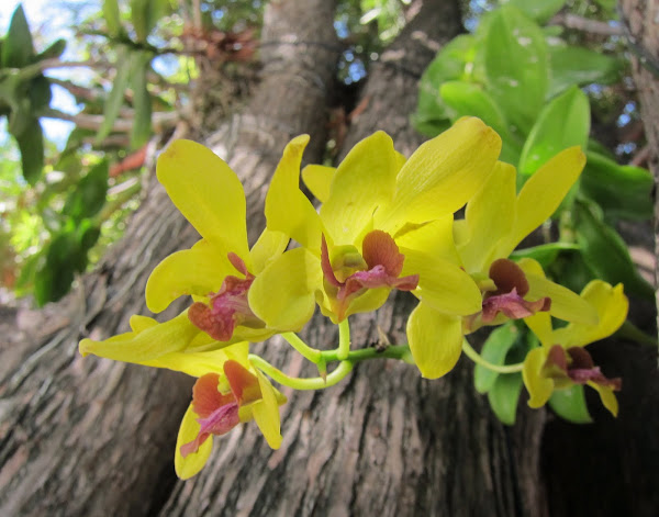 Dendrobium Orchids | Project Noah