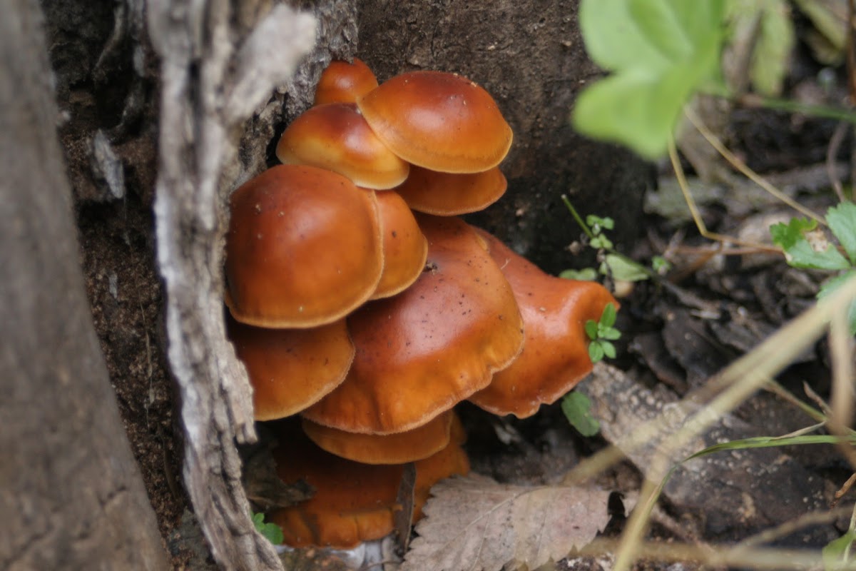 Flammulina velutipes | Project Noah