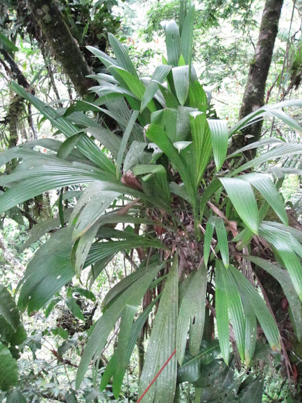 Asplundia | Project Noah