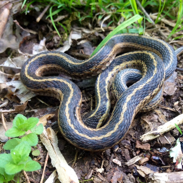 Eastern Garter Snake | Project Noah