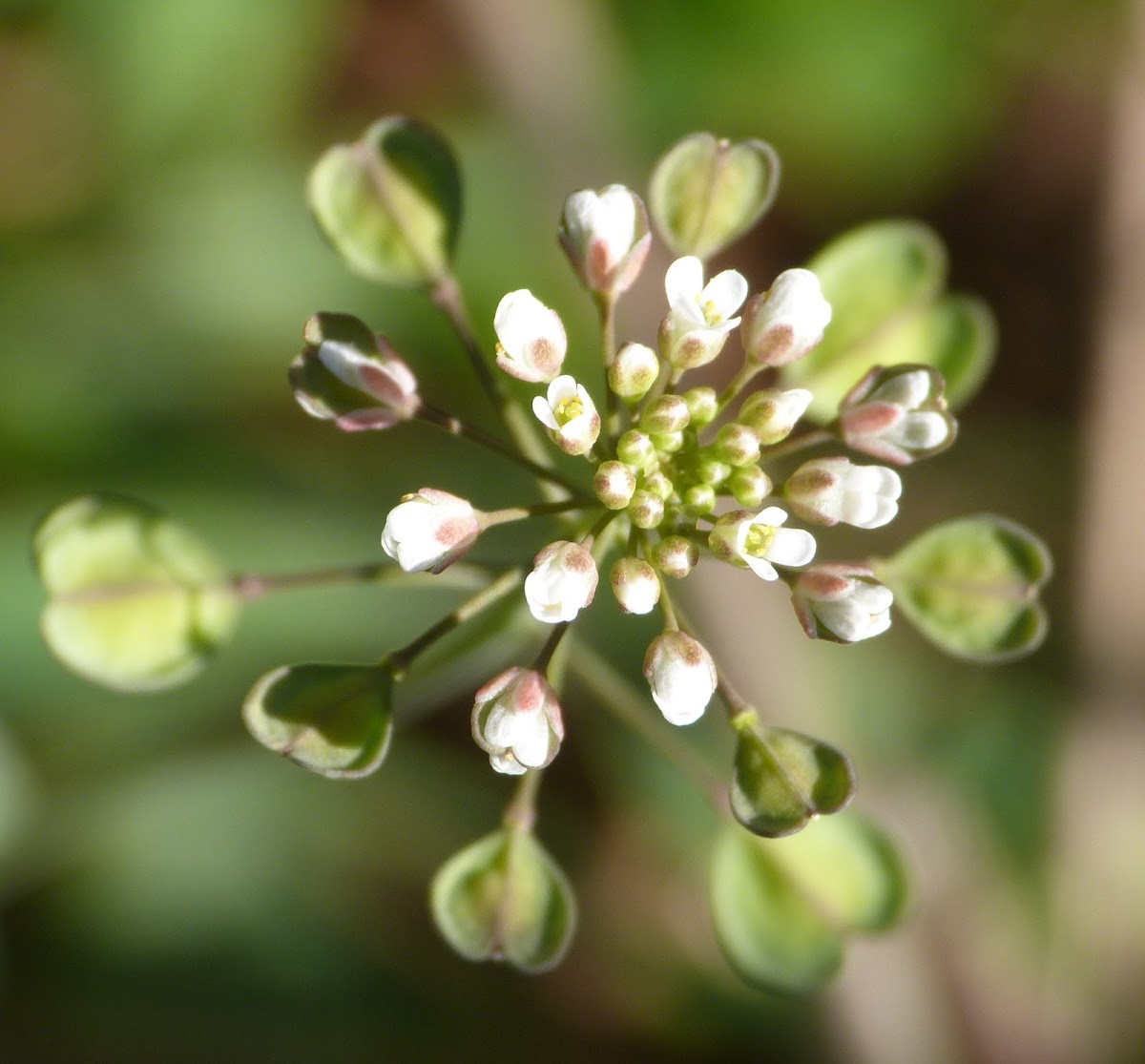 Shepherd's purse | Project Noah