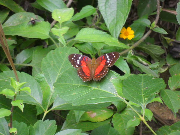 Mariposa | Project Noah