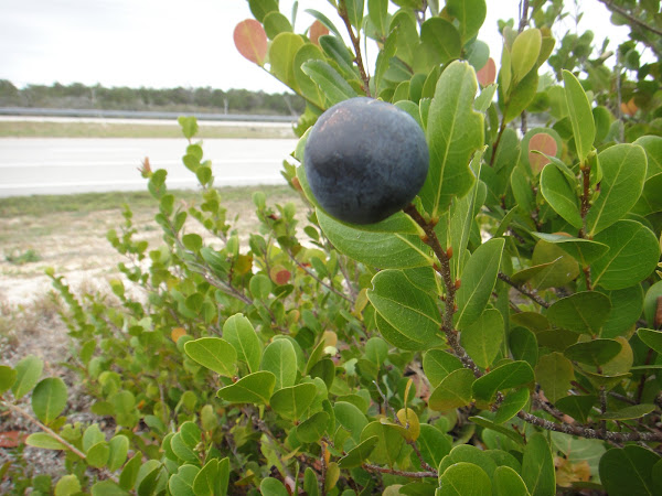 cocoa plum | Project Noah