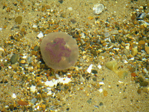 jelly fish | Project Noah