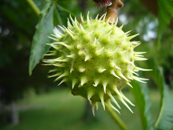 castaño de indias (fruto) | Project Noah