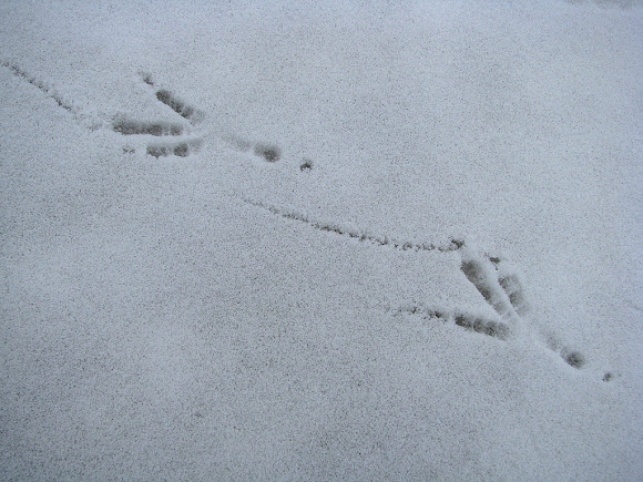 Crow Tracks In Snow