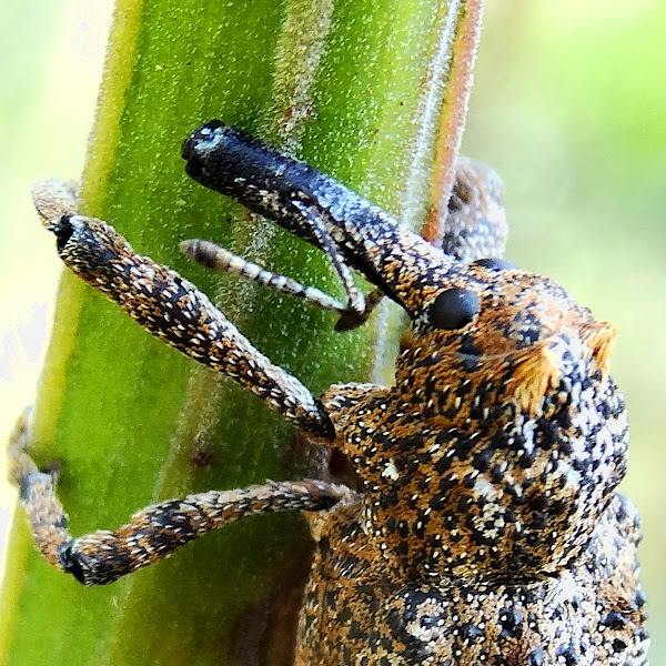 Elephant weevil | Project Noah