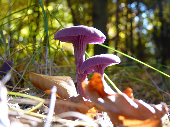 Amethyst Deceiver | Project Noah