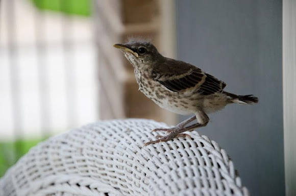 Brown Thrasher (fledgling) | Project Noah