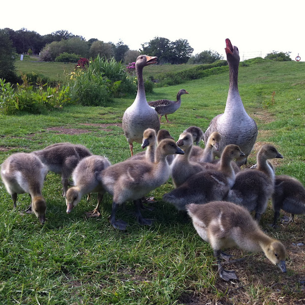 Greylag Geese | Project Noah