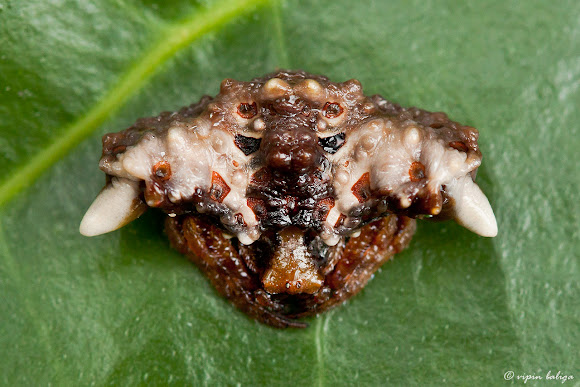 Bird Dung Spider | Project Noah