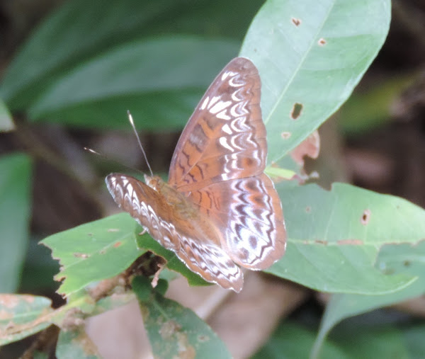 The Knight | Project Noah