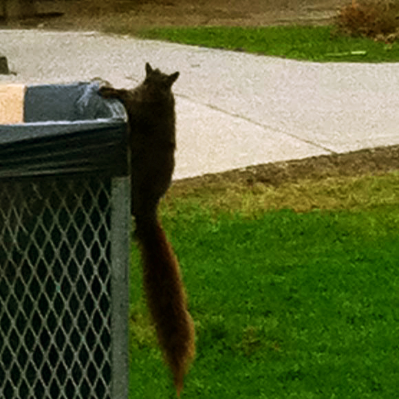 Black Squirrel, variation of Eastern Gray Squirrel | Project Noah