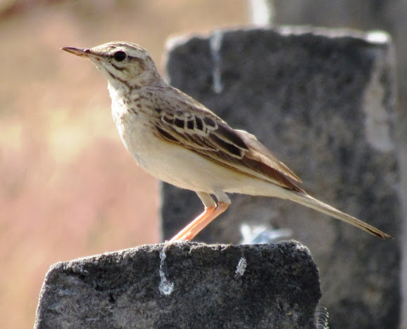 Richard's pipit | Project Noah