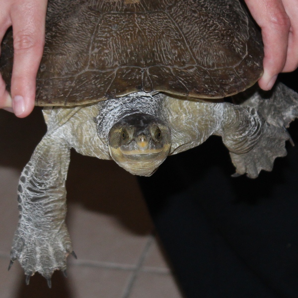 Krefft's Turtle (adult) | Project Noah