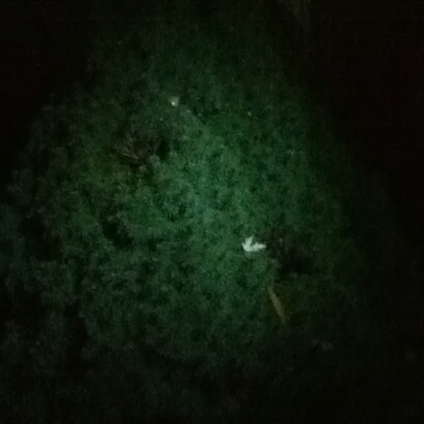 Dwarf Alberta Spruce | Project Noah