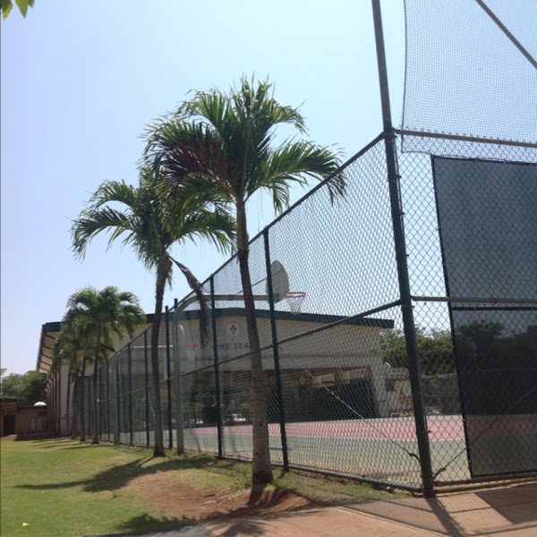 Palm tree | Project Noah