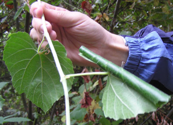 Leaf Roller | Project Noah