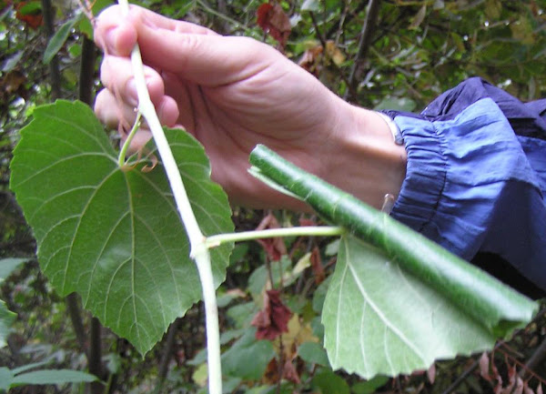 Leaf Roller | Project Noah