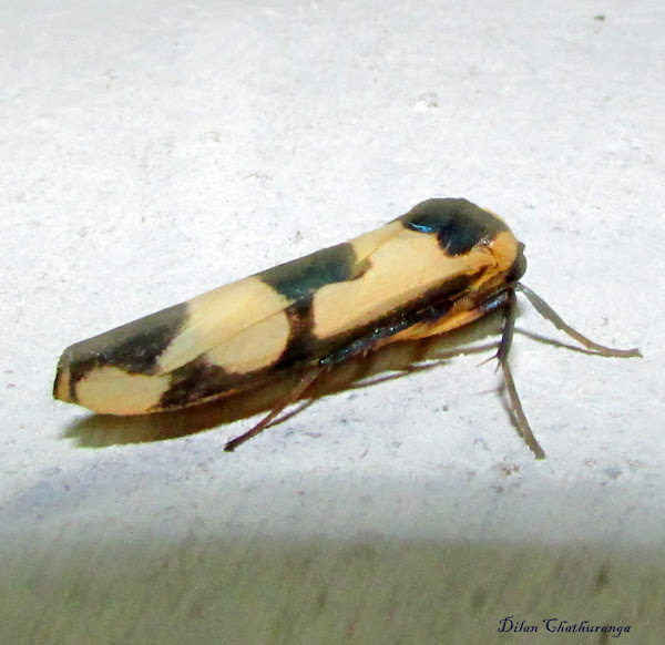 Lichen Moth | Project Noah