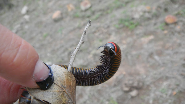 Millipede / Milpiés | Project Noah
