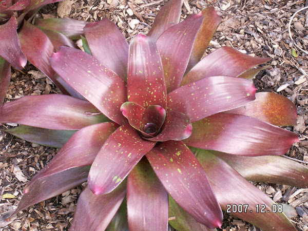 Bromeliad | Project Noah