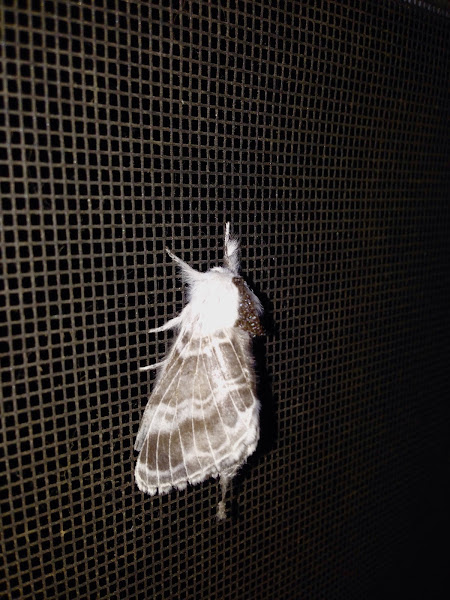 Larch Lappet moth | Project Noah