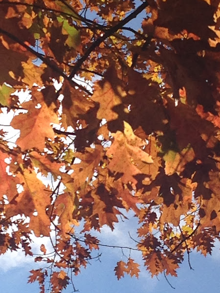 Red Oak | Project Noah