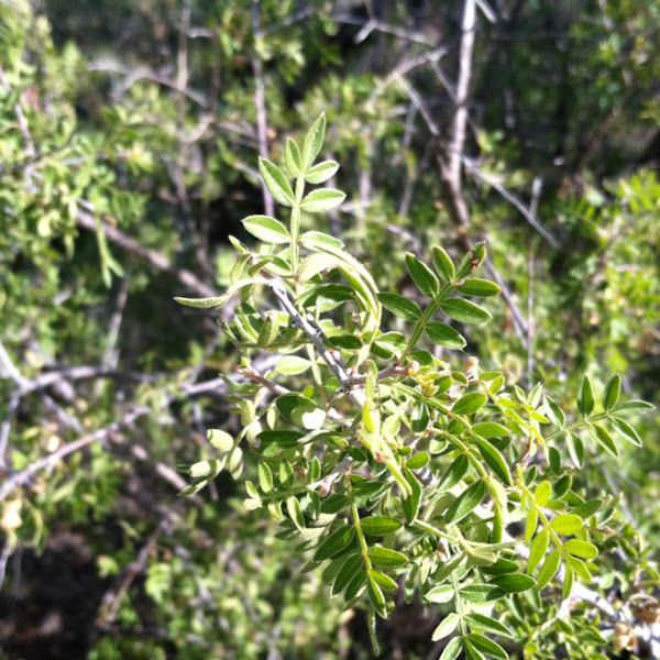 Little leaf sumac | Project Noah