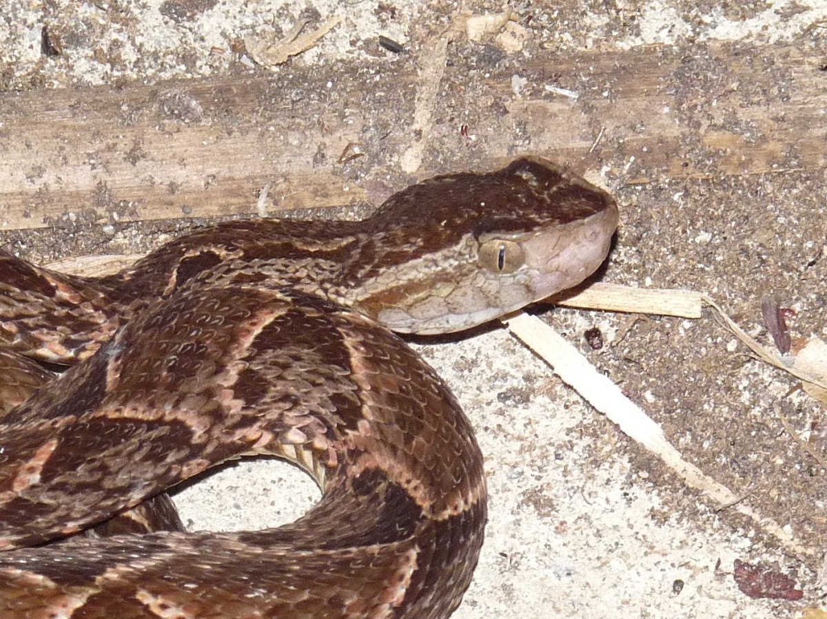 Fer-de-Lance Snake | Project Noah