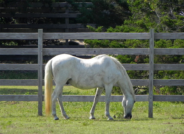 Banker Horse | Project Noah
