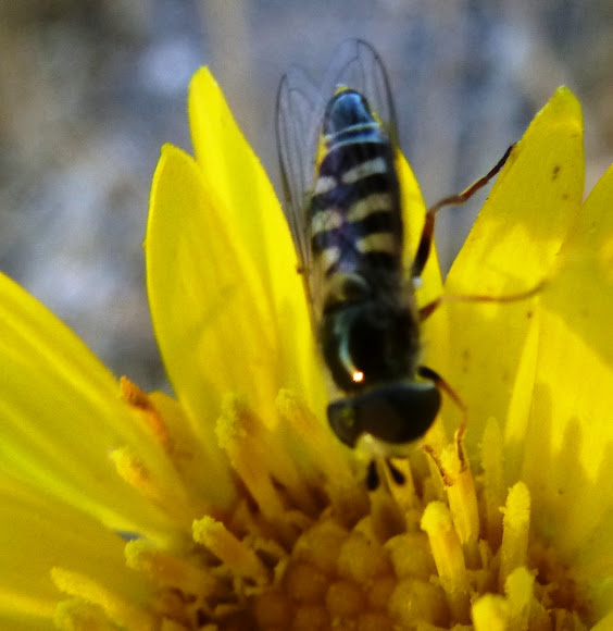 Hoverfly | Project Noah