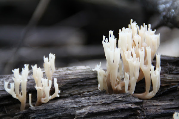 Crown Coral | Project Noah