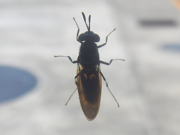 Soldier fly | Project Noah