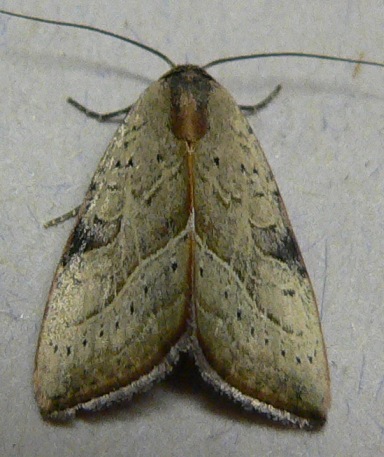 Wedgling Moth | Project Noah