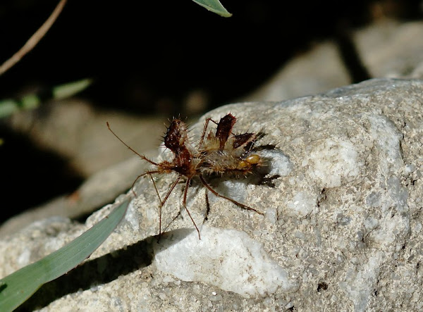 The Golden Egg Bug | Project Noah