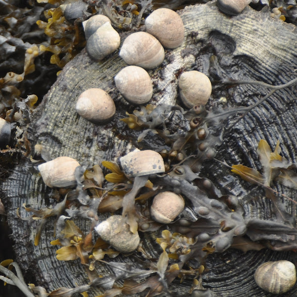 Common Periwinkle | Project Noah